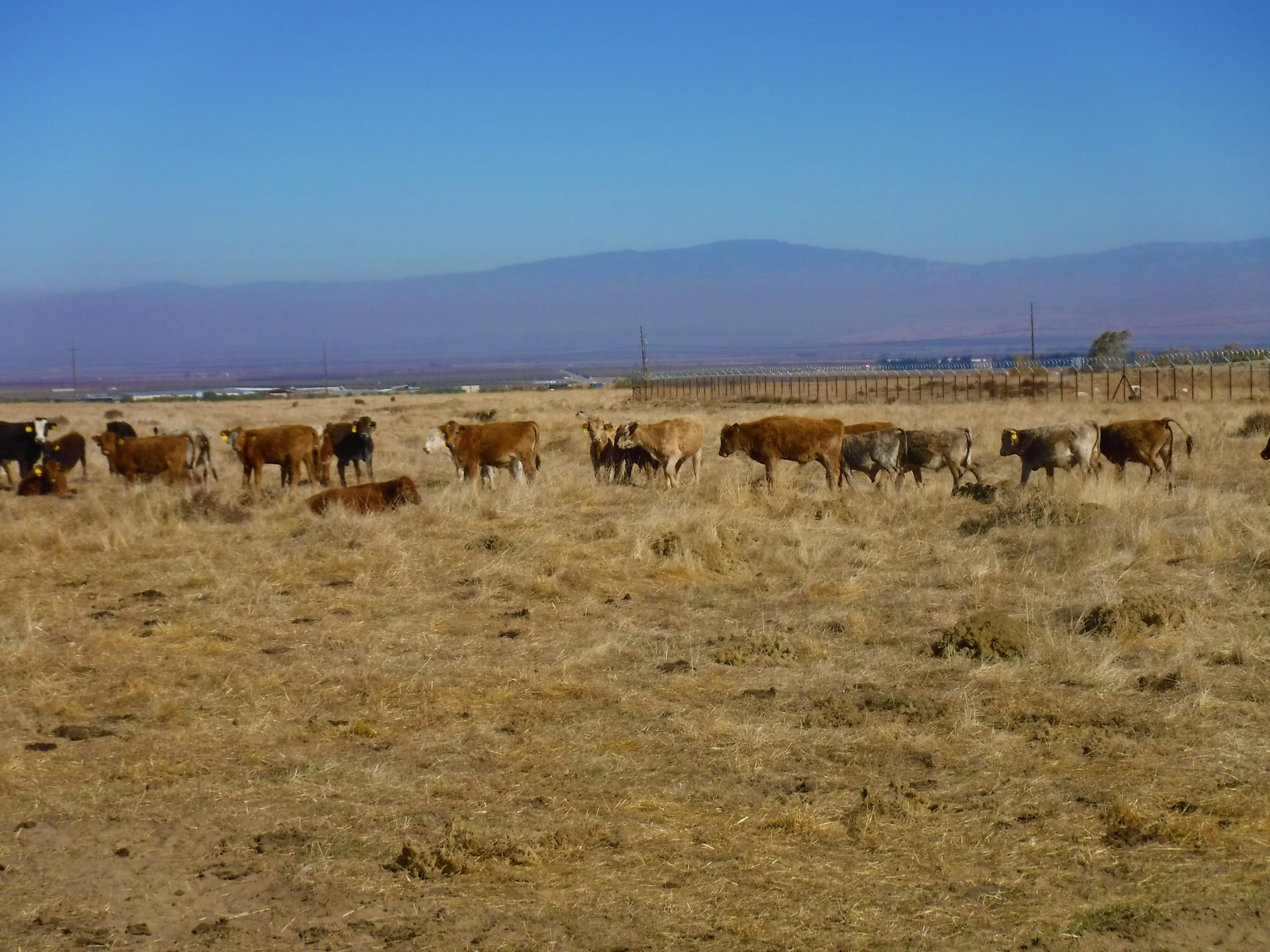 Tejon Ranch | California Ranch Conservation | Ranching Land Trust