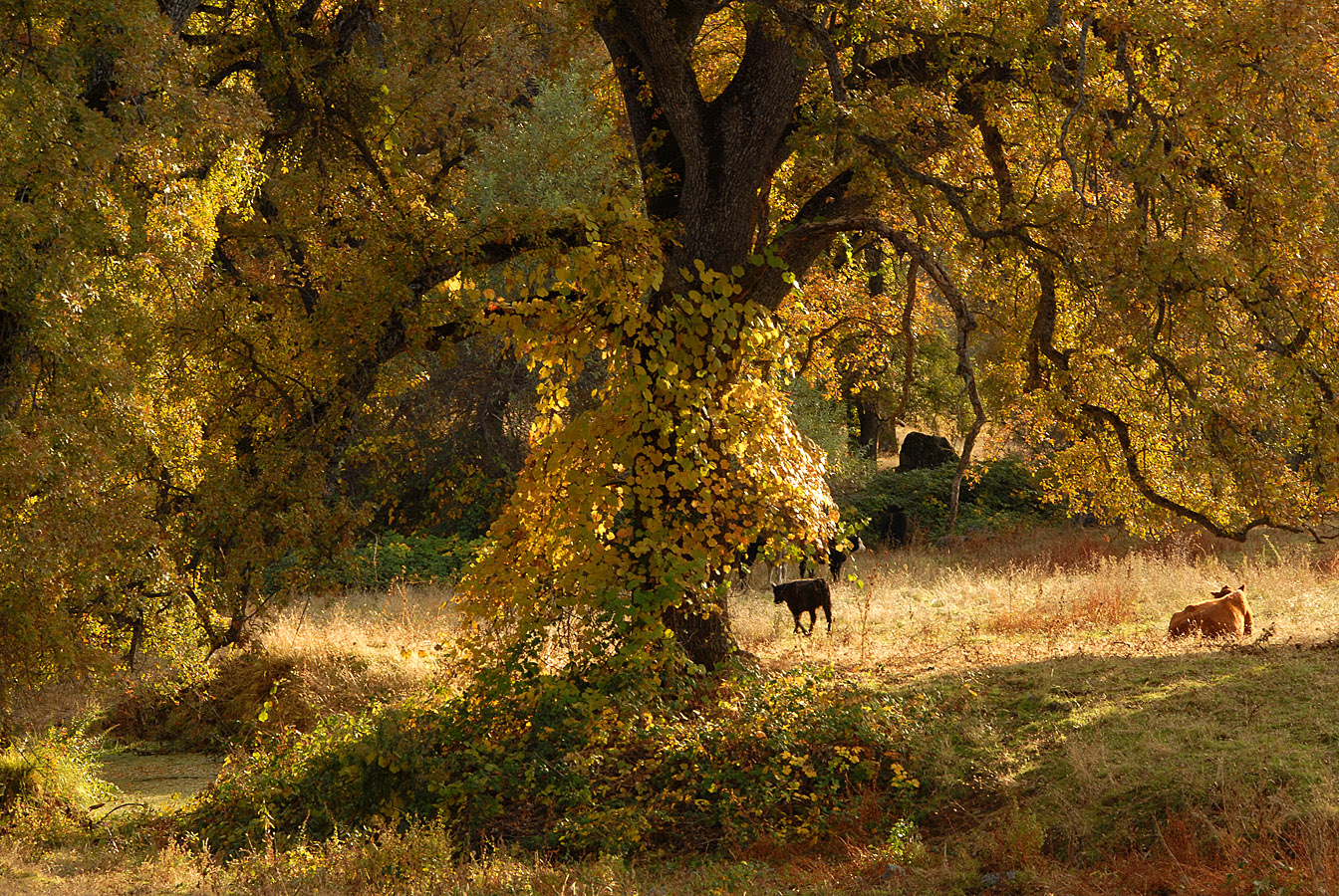 Sardella Ranch - California Rangeland Trust