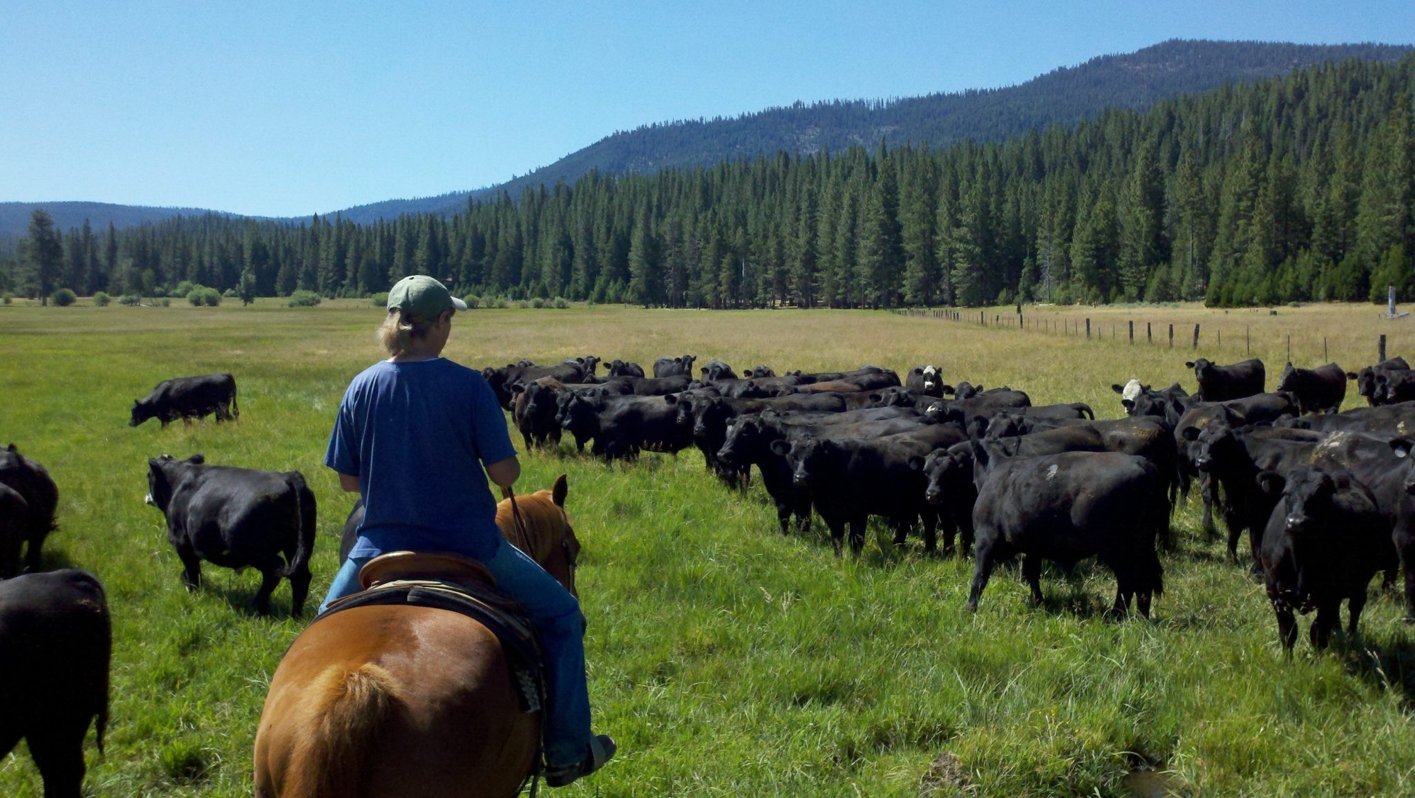 The Maddalena Ranch | California Rangeland Trust