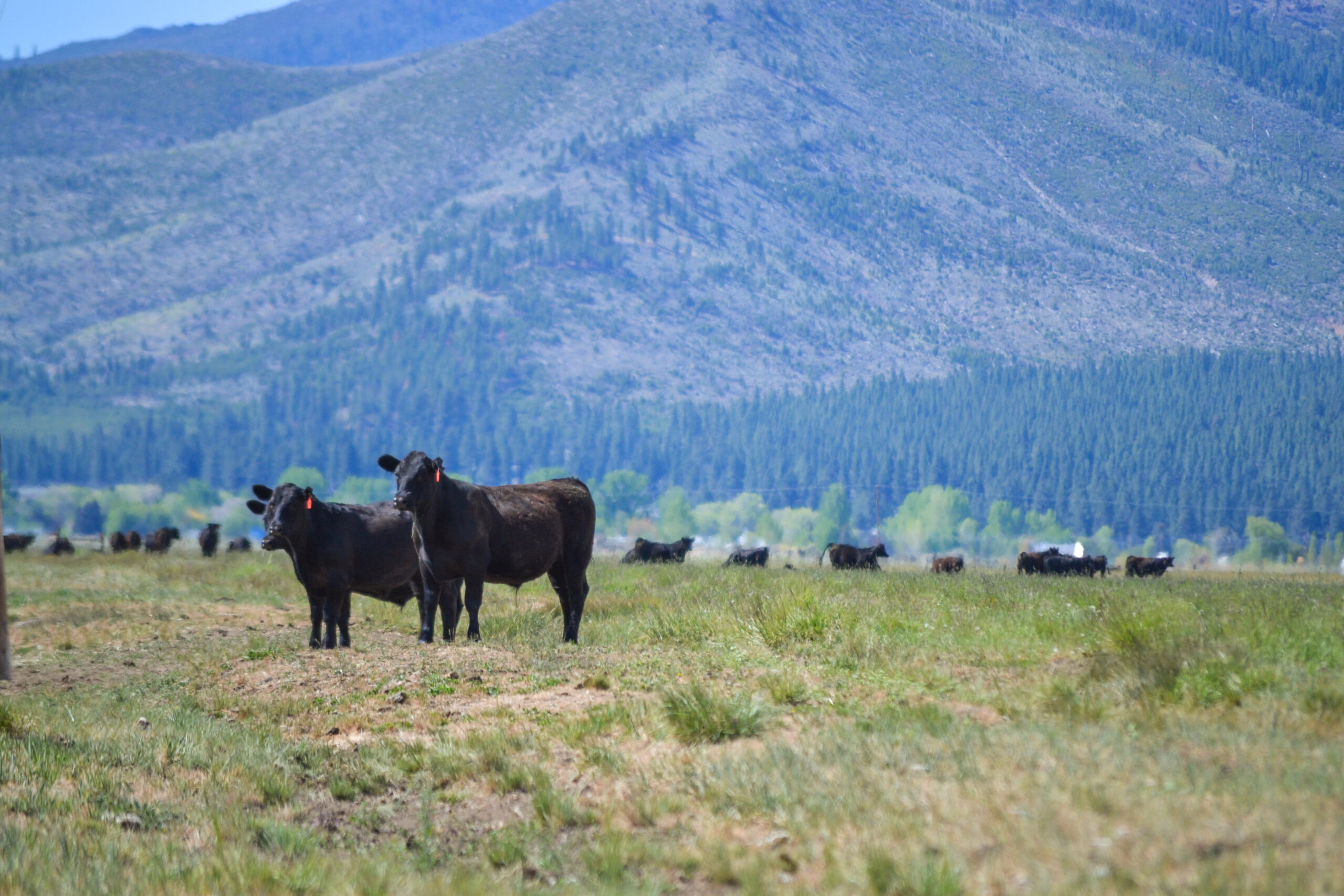 Bar One Ranch: Laying an Important Foundation - California Rangeland Trust
