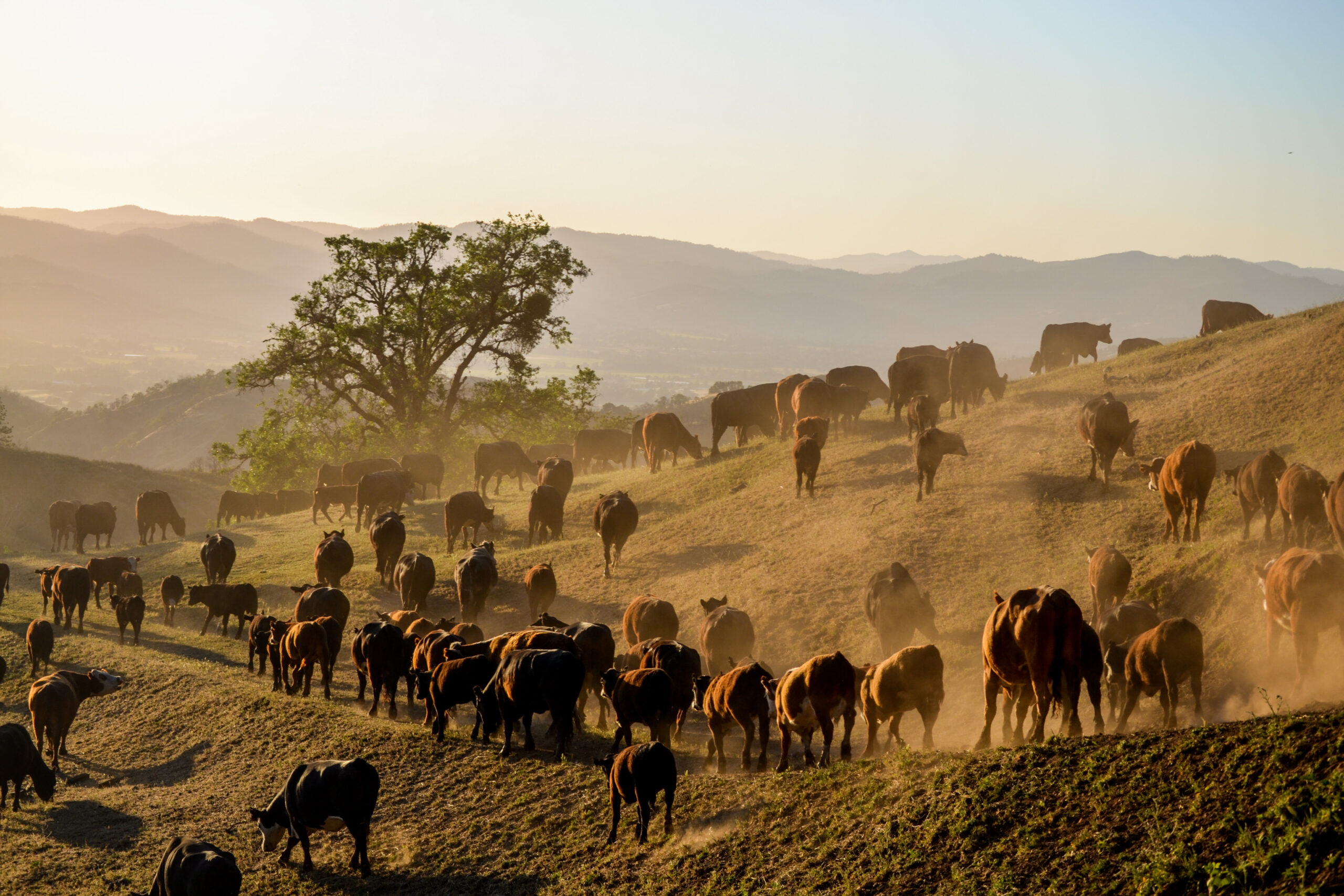 Rising from the Ashes: Rangeland Trust CEO Is a Voice for Grazing ...