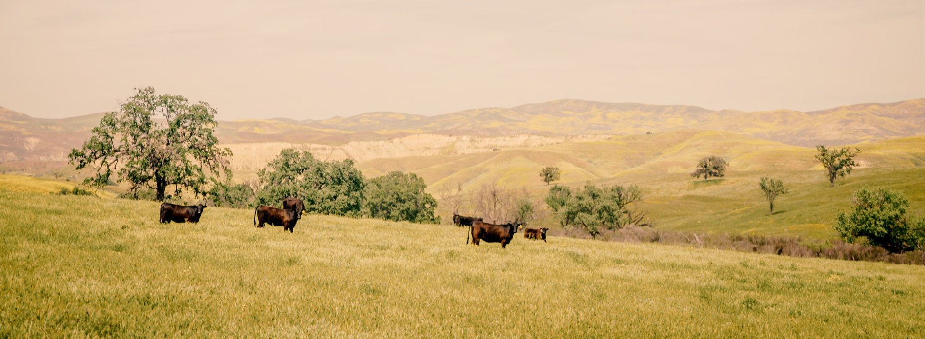 Sharing California's Ranching History - California Rangeland Trust