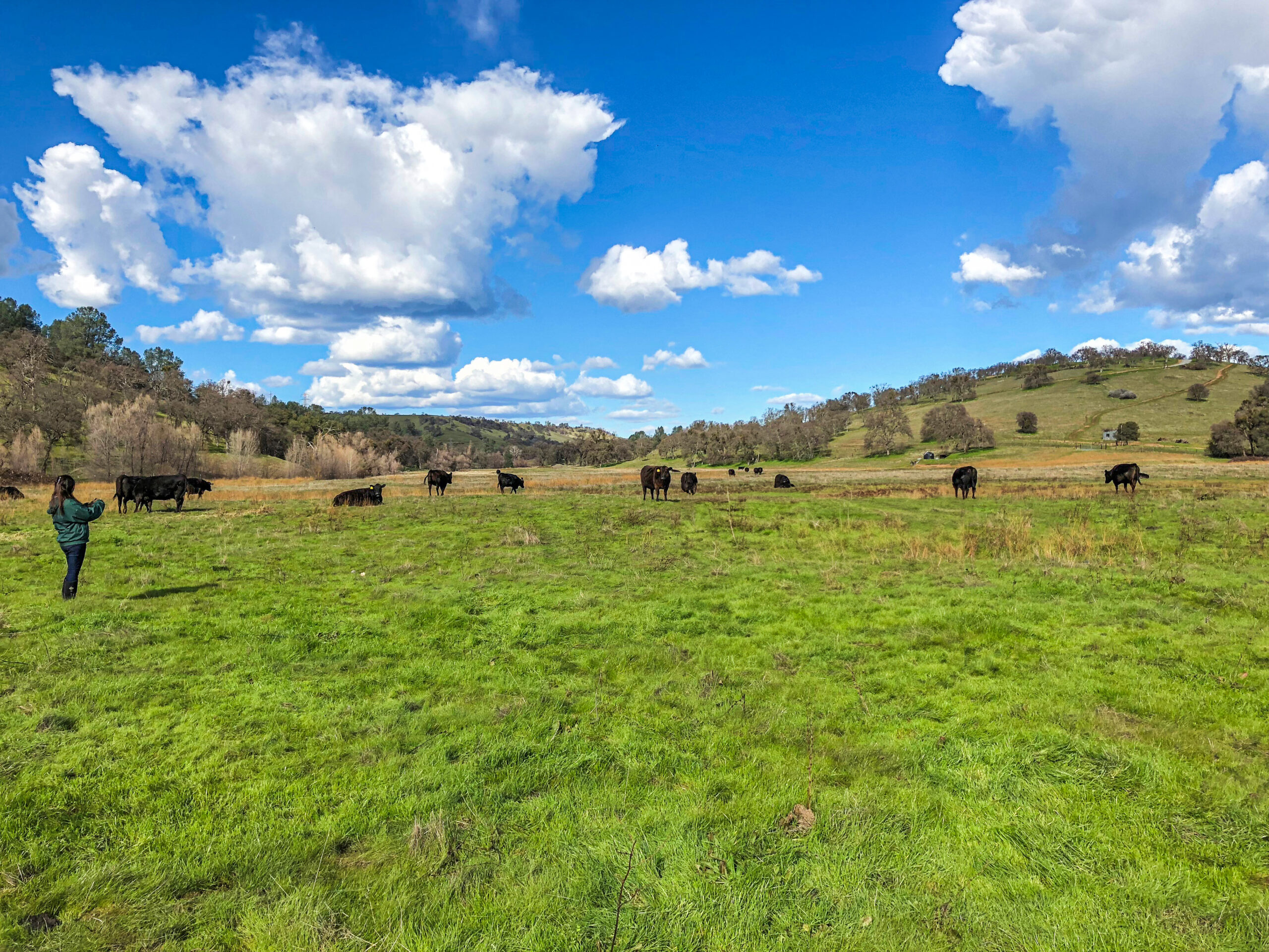 Calaveras County family secures their family’s long ranching legacy ...
