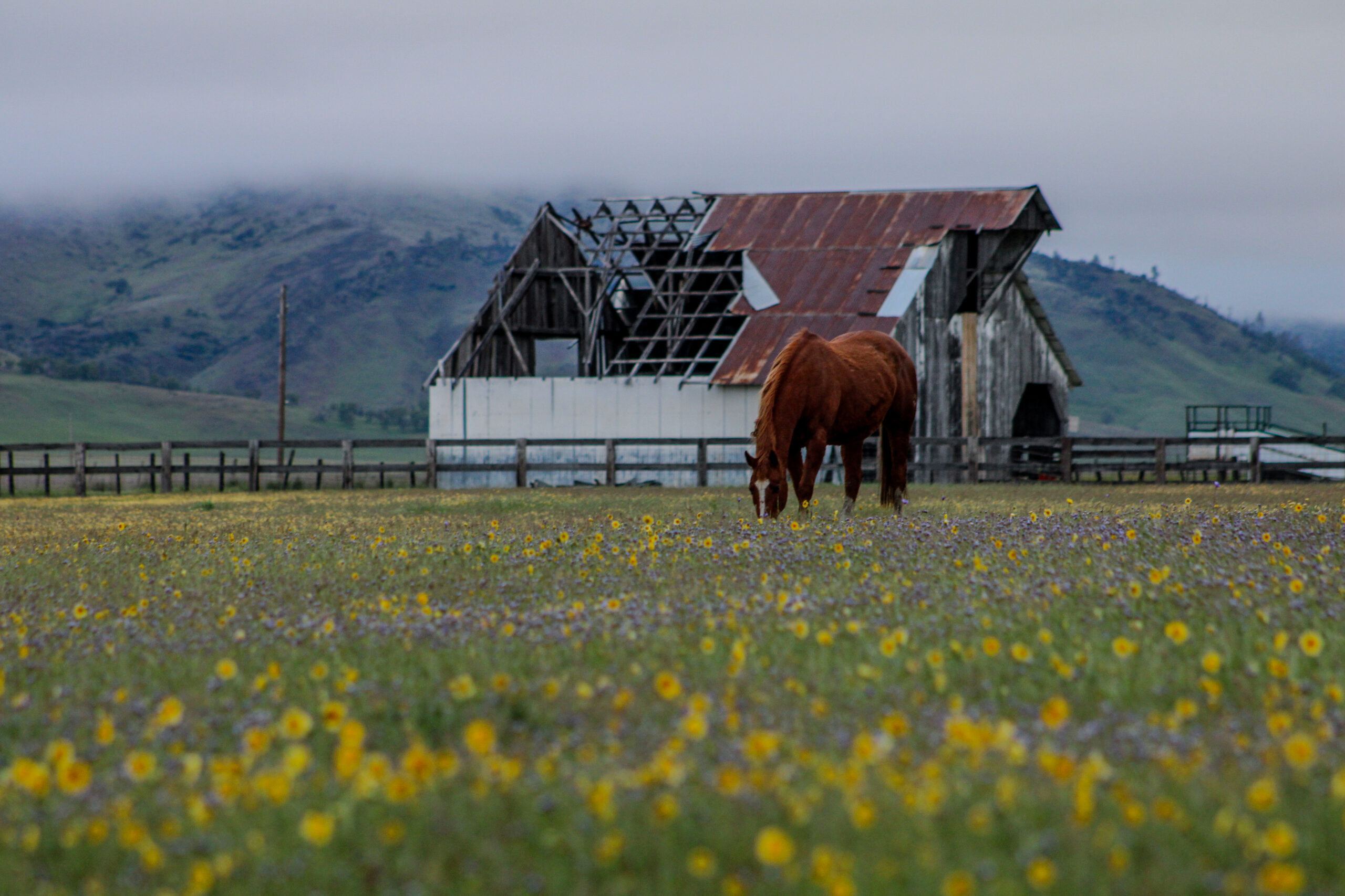 Keegan Ranch: Ensuring Nature's Colorful Tradition - California ...